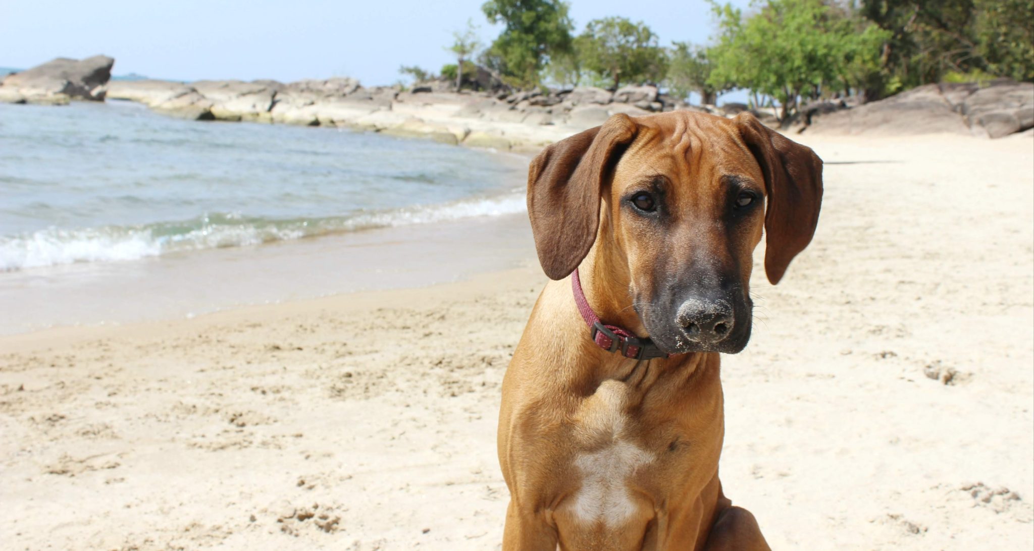 Raising an Adventure Puppy: 10 Key Socialization Experiences for a ...
