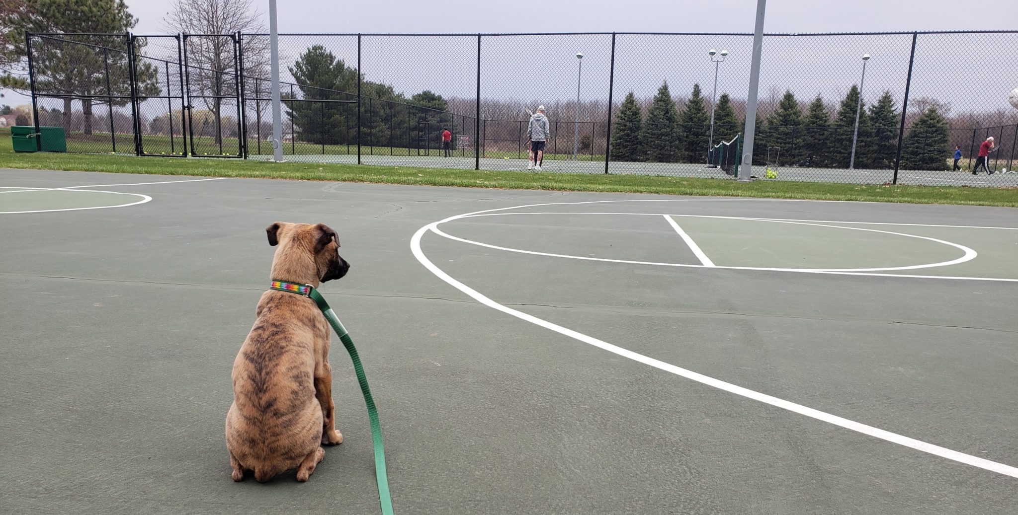 Raising an Adventure Puppy: 10 Key Socialization Experiences for a ...